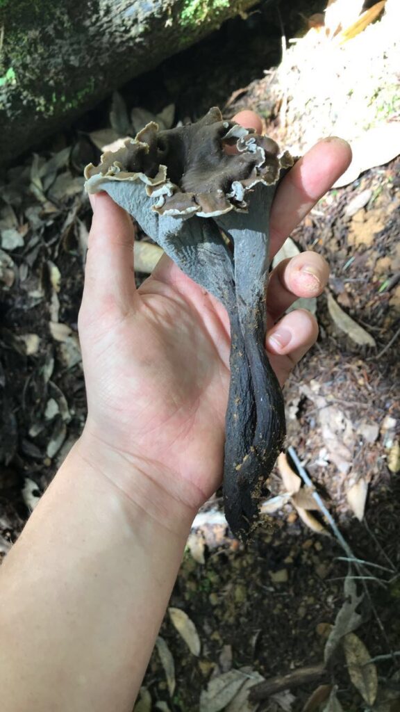 Mushroom Foraging - Human Becoming